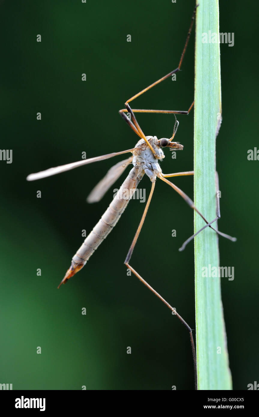 Tipula maxima hi-res stock photography and images - Alamy