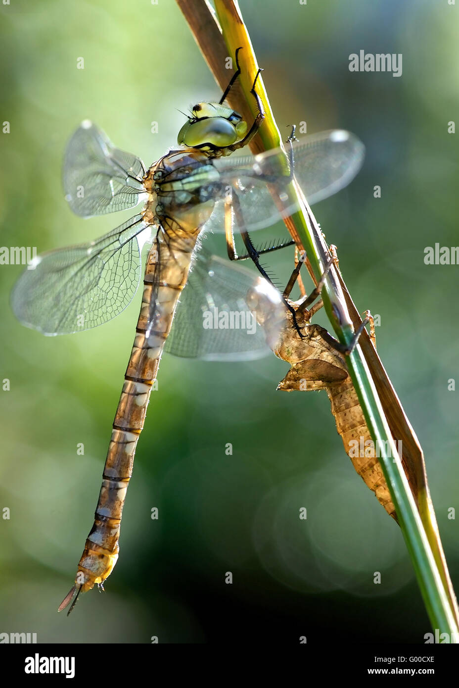 dragonfly, Aeshna mixta Stock Photo - Alamy