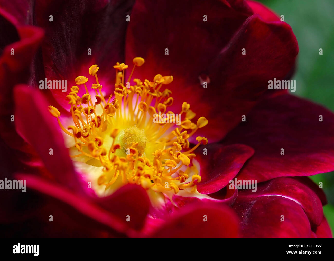 Dove La Felce Rossa Cresce Rubin E Rainie