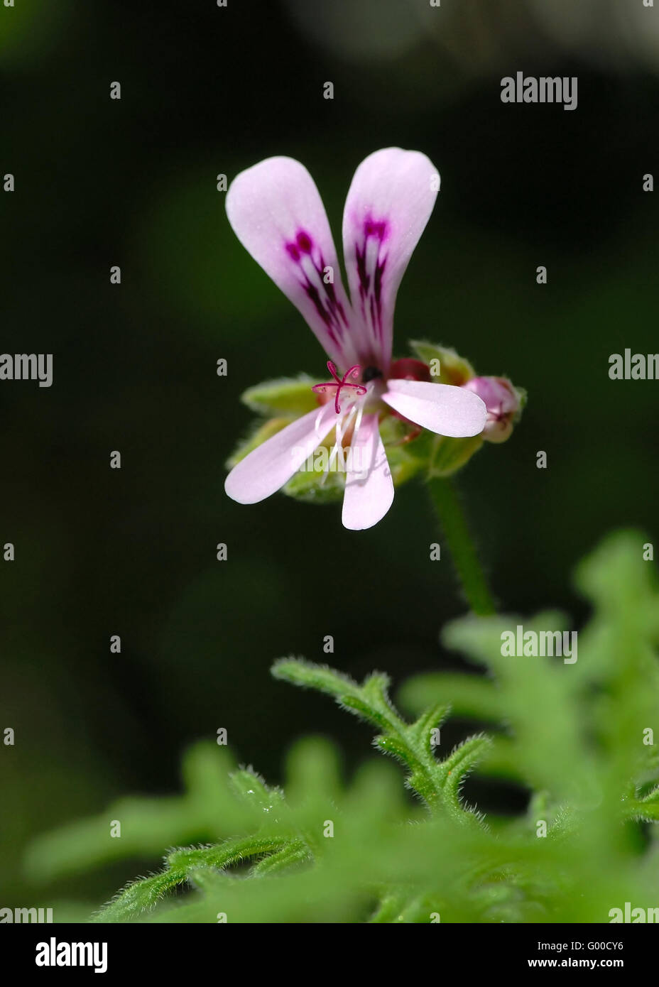 Pelargonium sidoides hi-res stock photography and images - Alamy