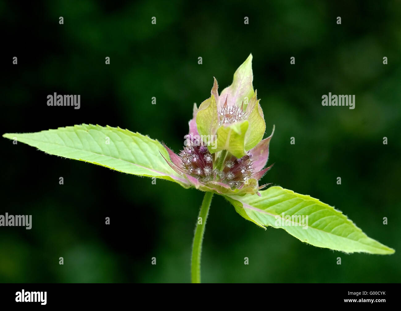 Ladanum High Resolution Stock Photography and Images - Alamy
