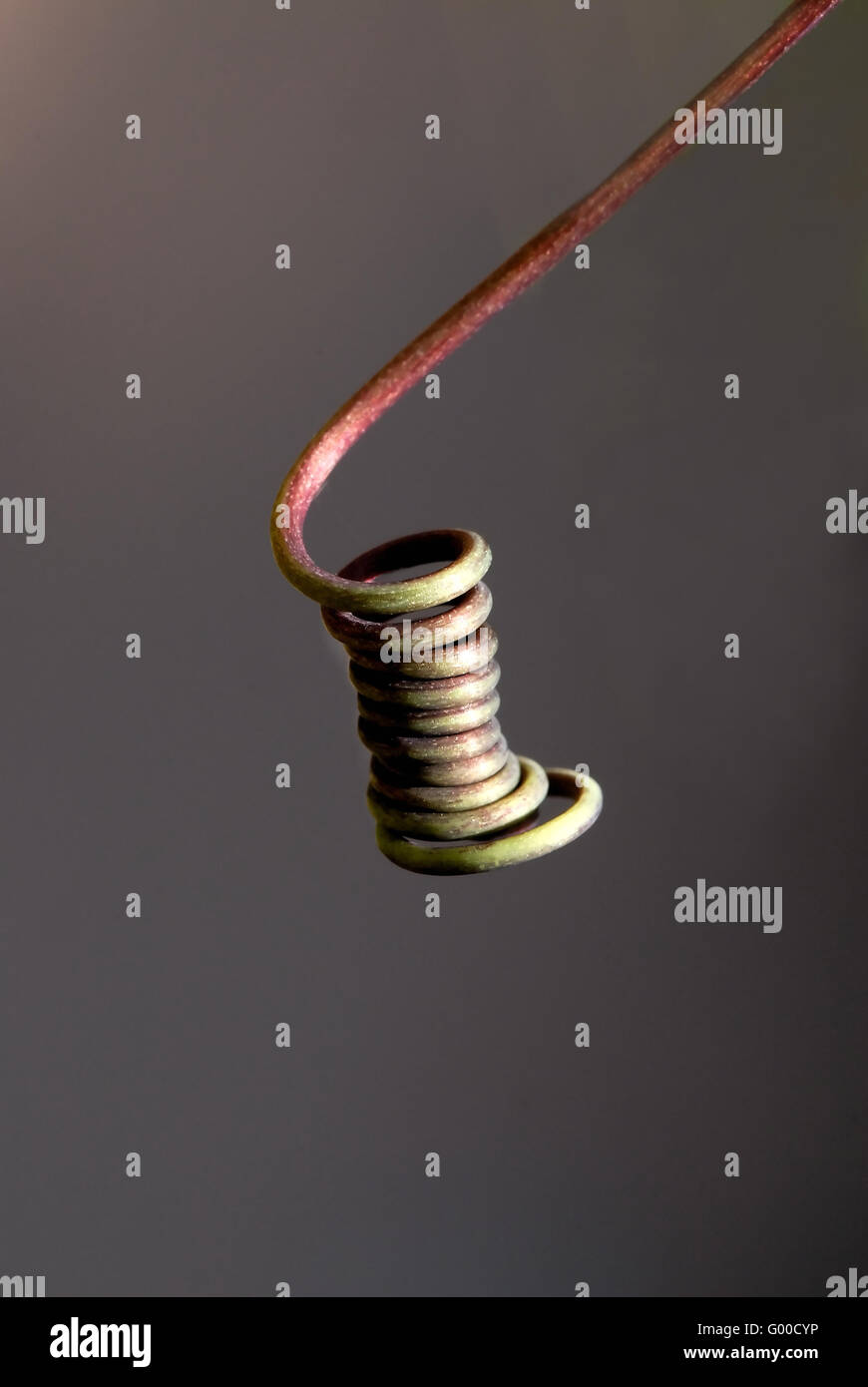 Spiral spring nature Stock Photo - Alamy