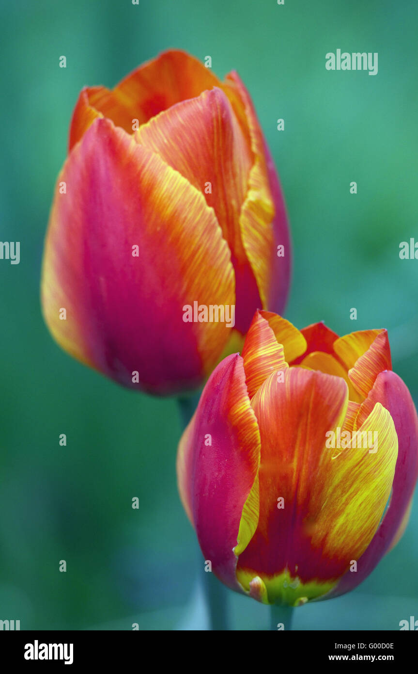Two tulpen hi-res stock photography and images - Alamy