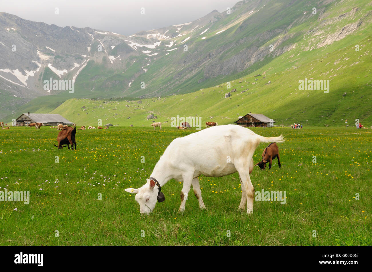 Alpine mountains, goats grazing Stock Photo - Alamy