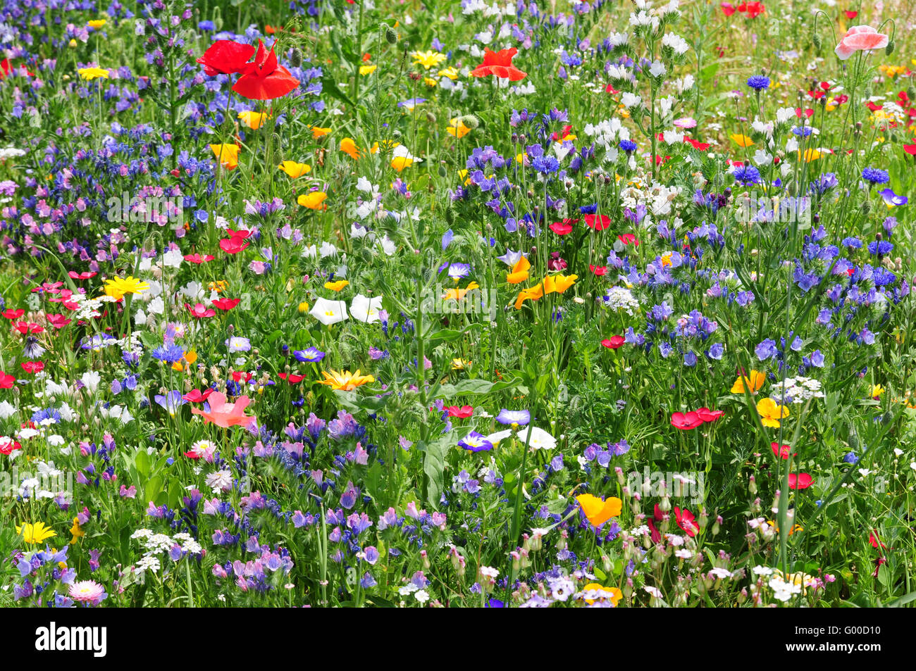 Maragold hi-res stock photography and images - Alamy