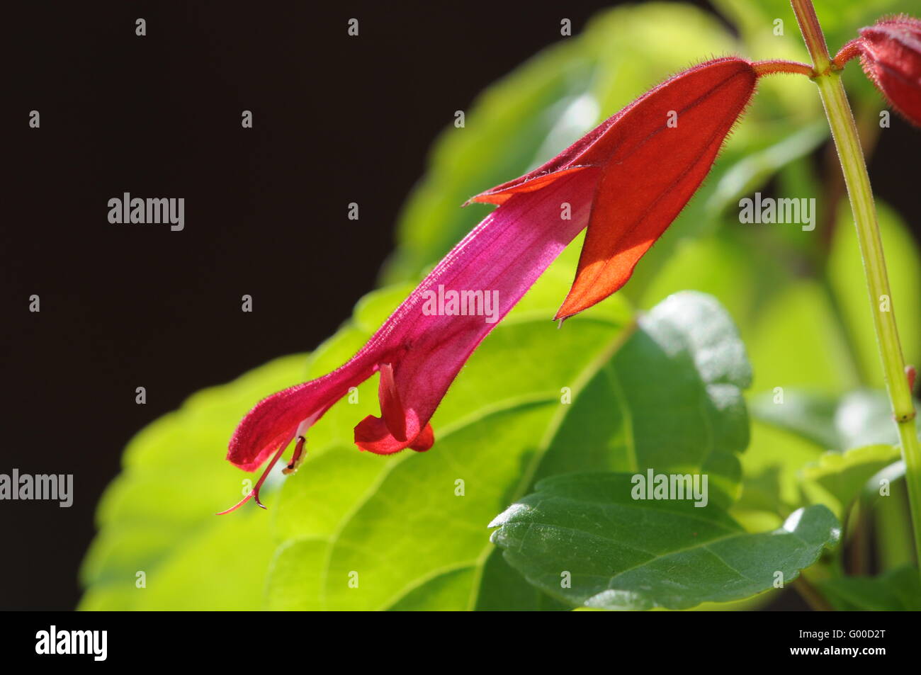 Salvia fulgen hi-res stock photography and images - Alamy