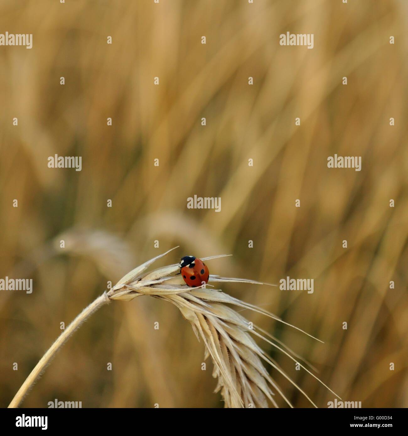 Ladybug on a spike in a wheat field. Agriculture and Farming Collection ...