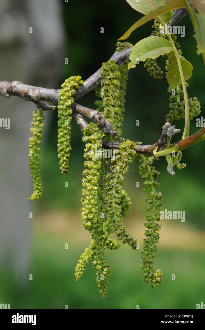 Walnut tree in blossom Stock Photo - Alamy