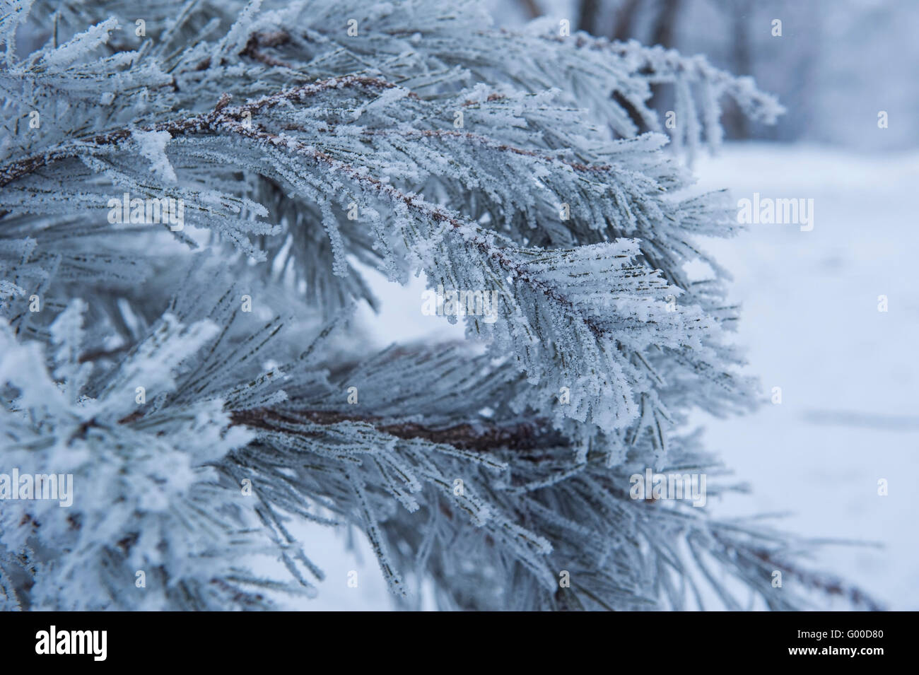 Snow-covered tree branch in winter Stock Photo - Alamy