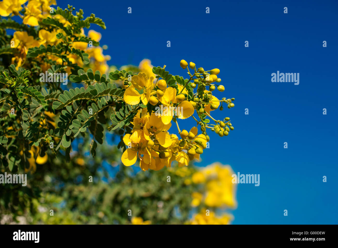 Wallpaper tree hi-res stock photography and images - Alamy