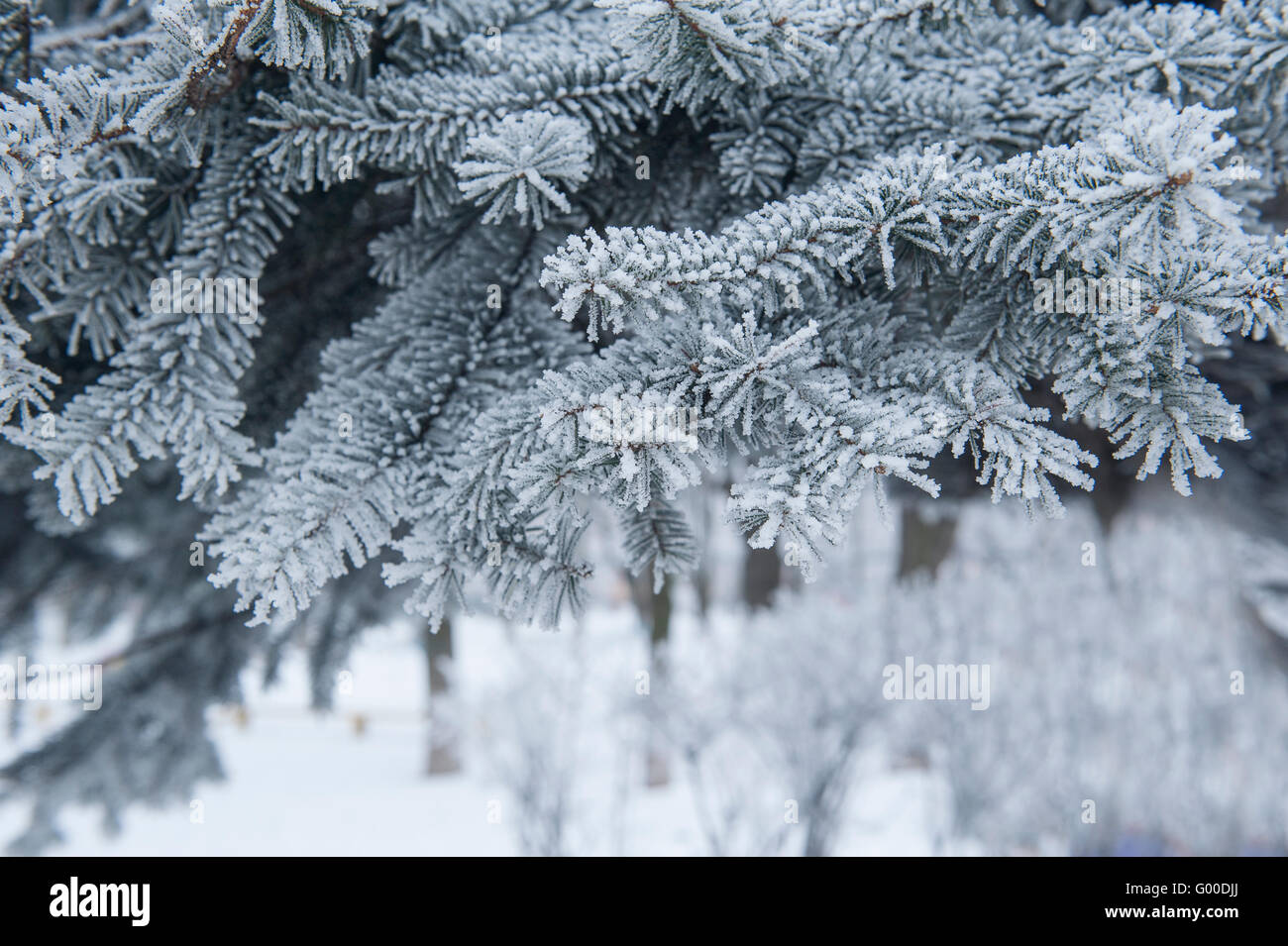 Silver pine tree hi-res stock photography and images - Alamy
