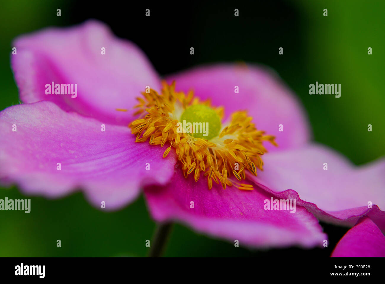 Rockrose macro hi-res stock photography and images - Alamy