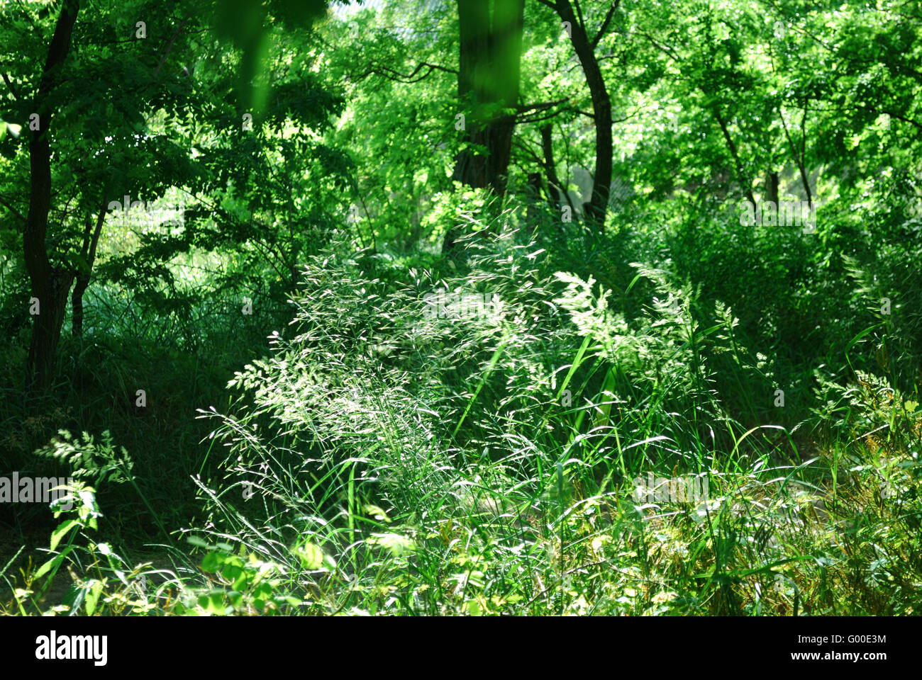 winding path through wild forest with sun beams Stock Photo - Alamy