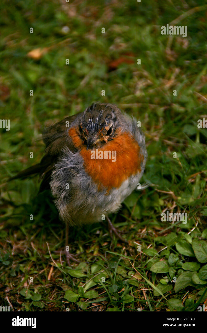 Little red robin hi-res stock photography and images - Alamy