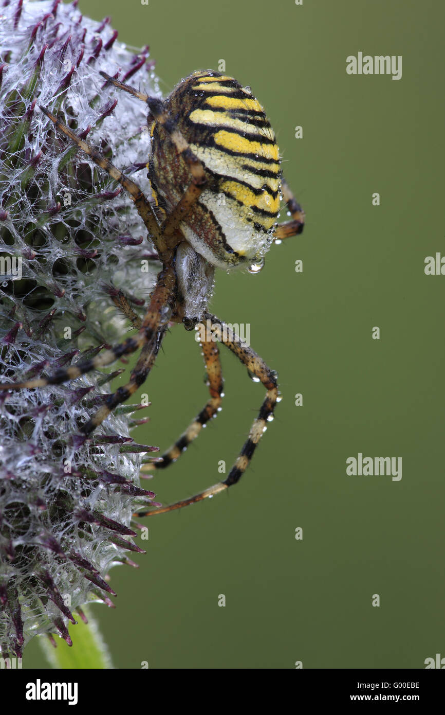 Sun spiders hi-res stock photography and images - Alamy