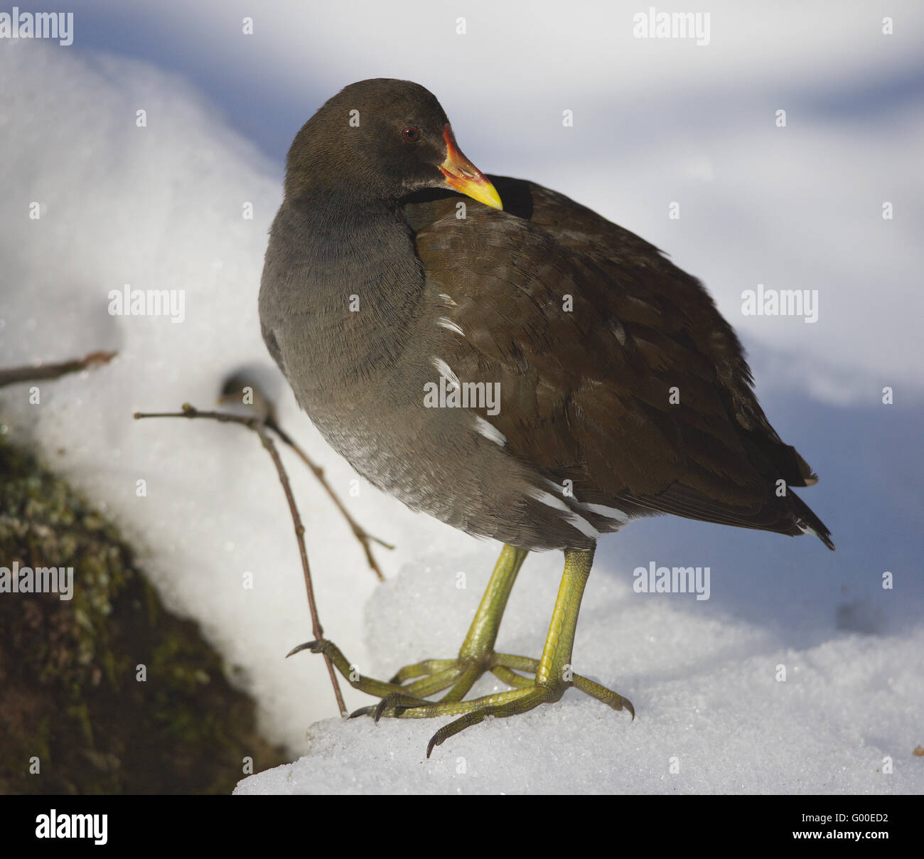 Moorhuhn see hi-res stock photography and images - Alamy