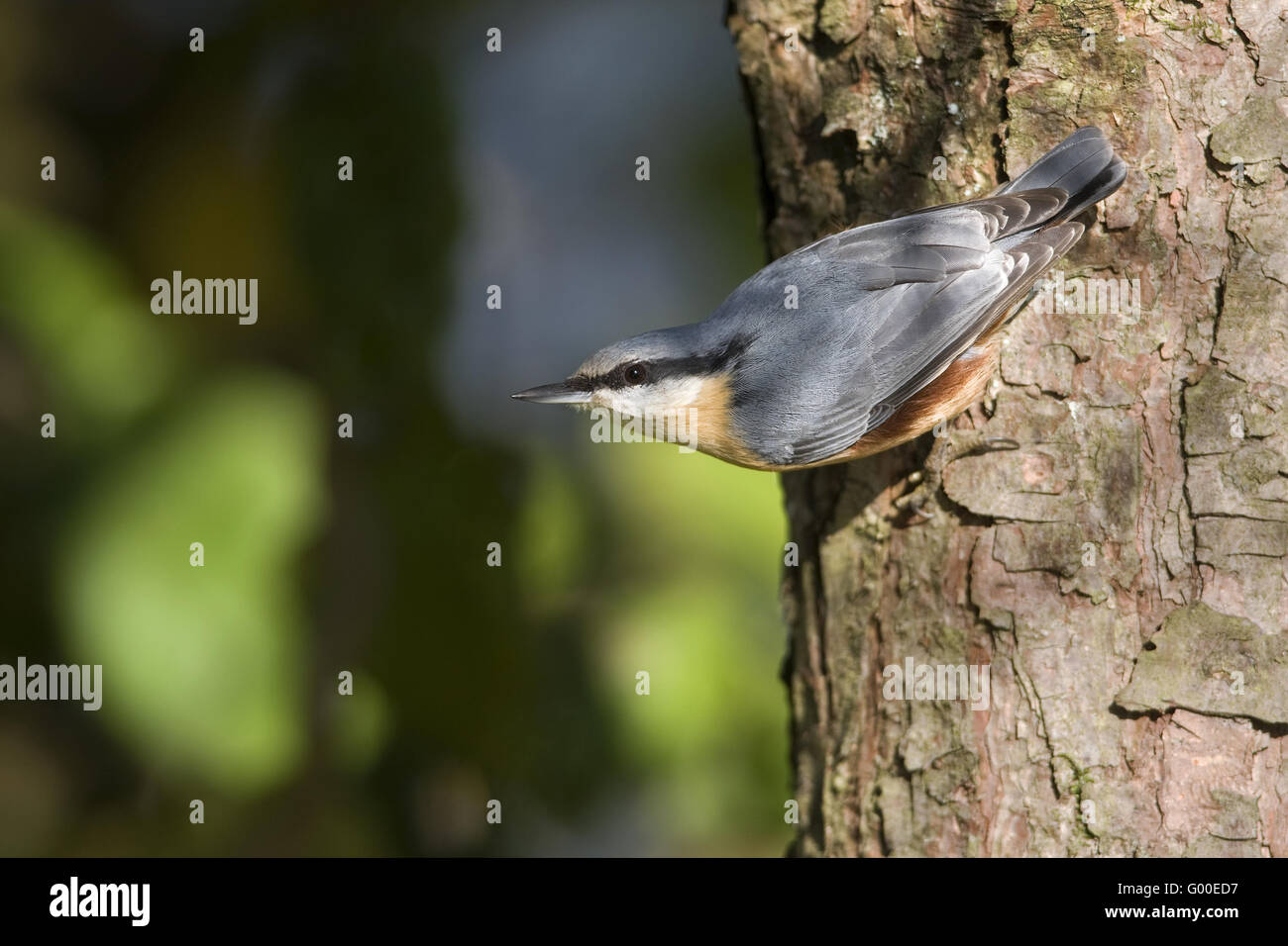 Nuth hi-res stock photography and images - Alamy