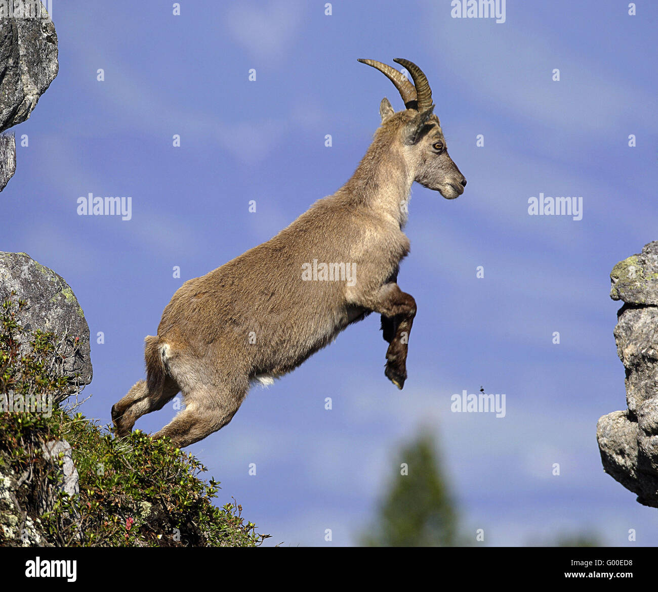 Alpin horn hi-res stock photography and images - Alamy