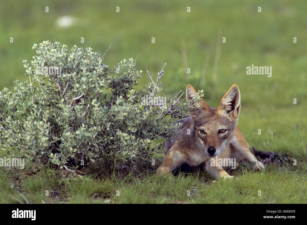Jackal predator hi-res stock photography and images - Alamy