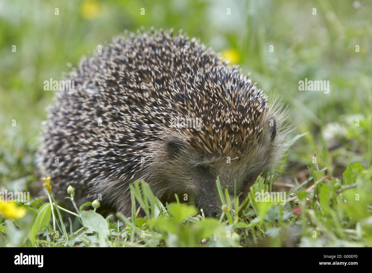 Europaeischer igel hi-res stock photography and images - Alamy