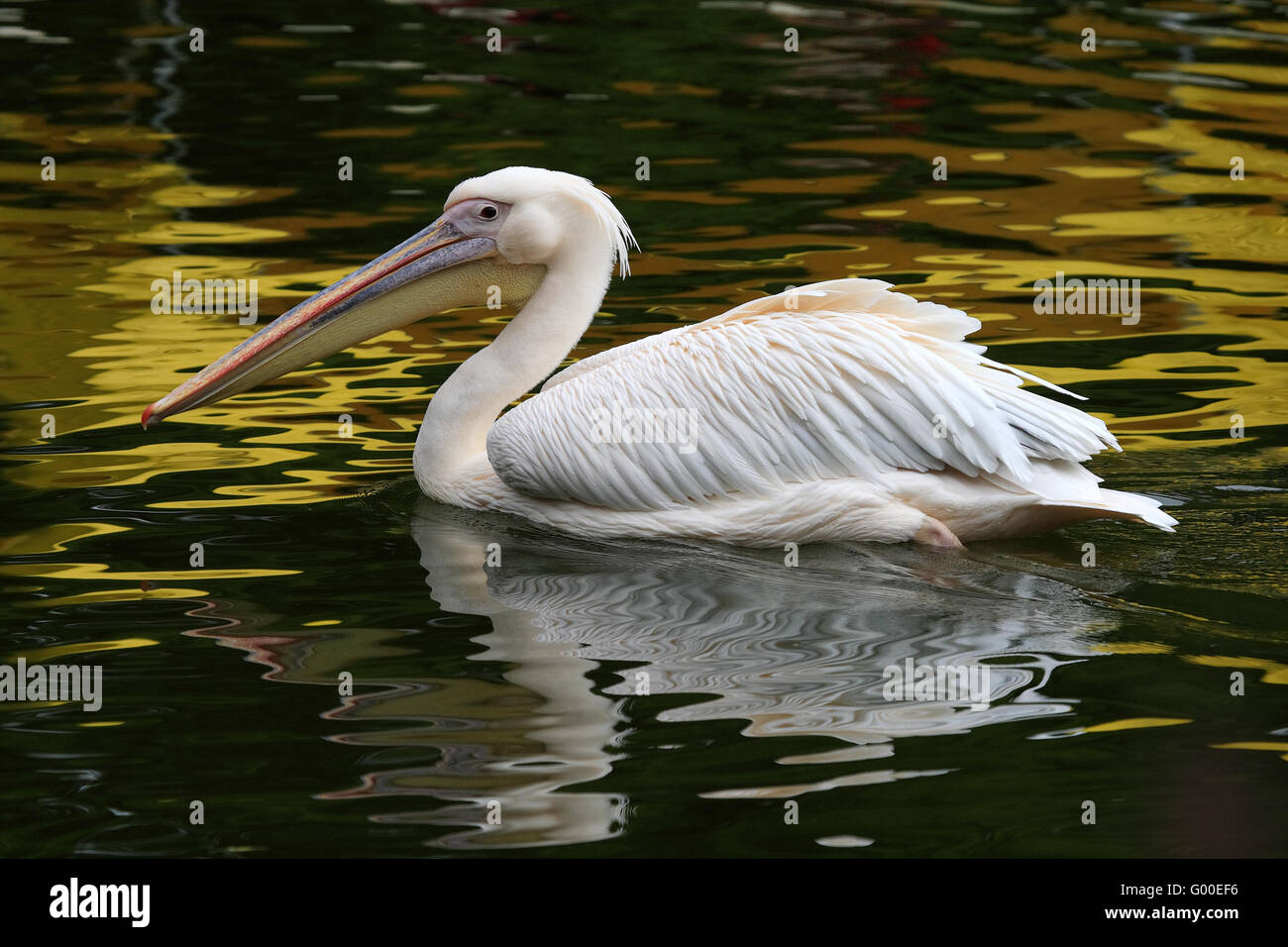 Pink diver hi-res stock photography and images - Alamy
