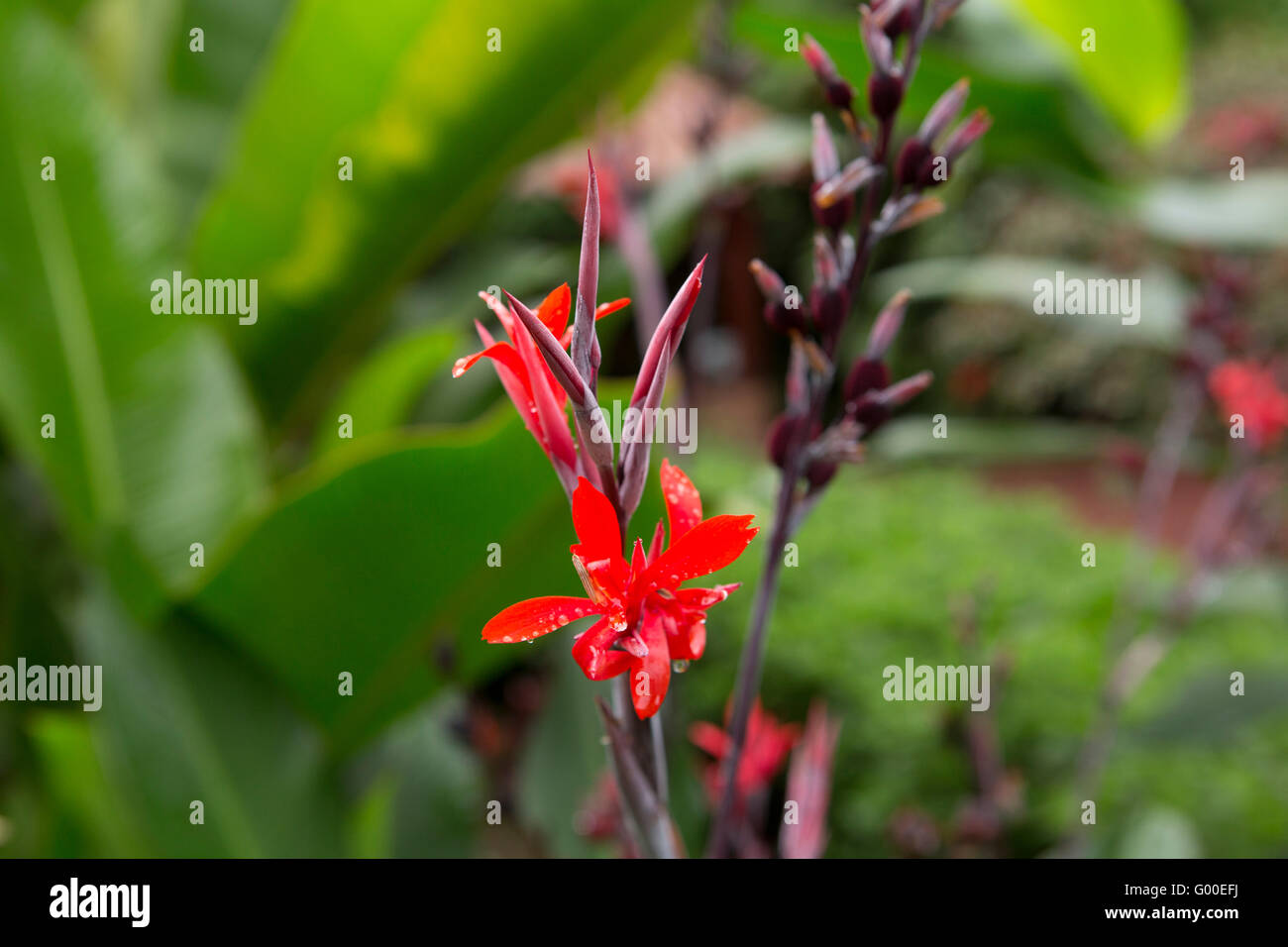 A red flower in the Parque Nacional Volcan Poas (Poas Volcano National ...