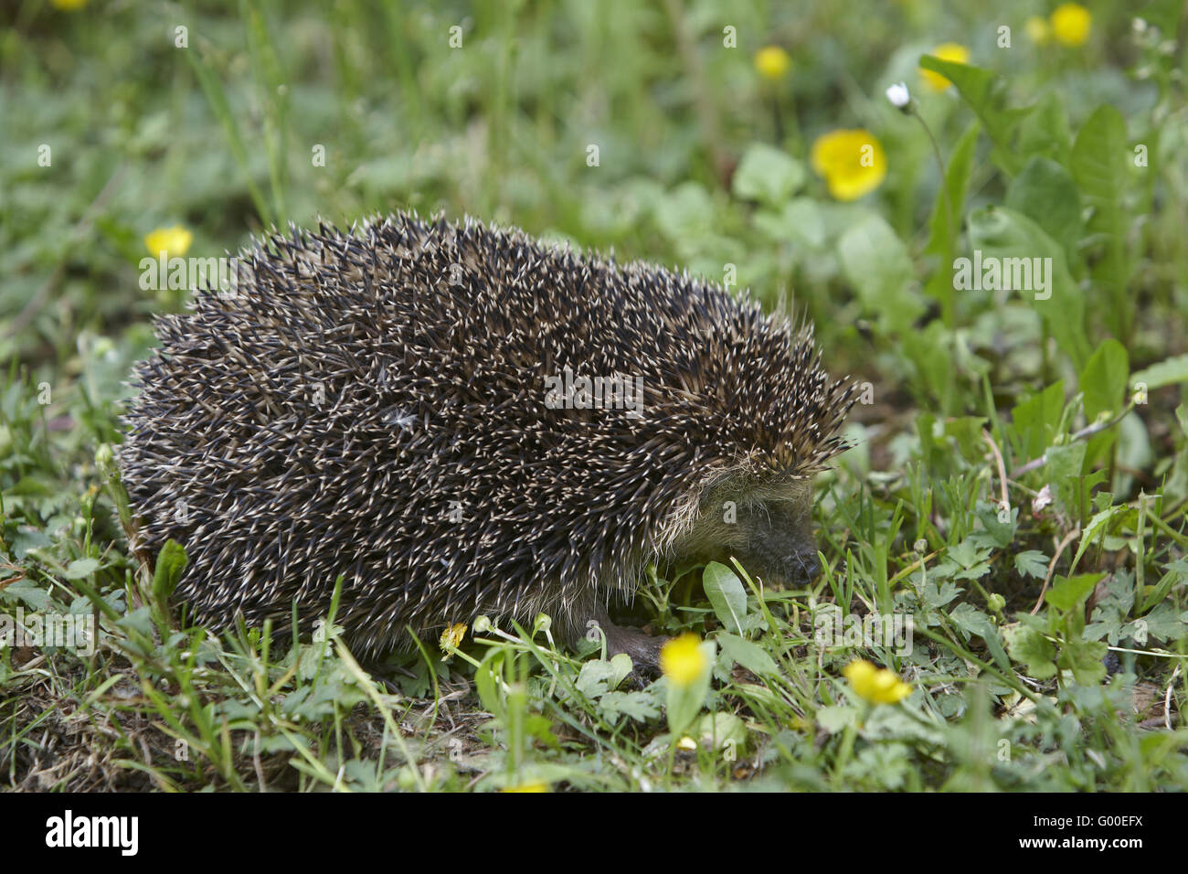 Europaeischer igel hi-res stock photography and images - Alamy