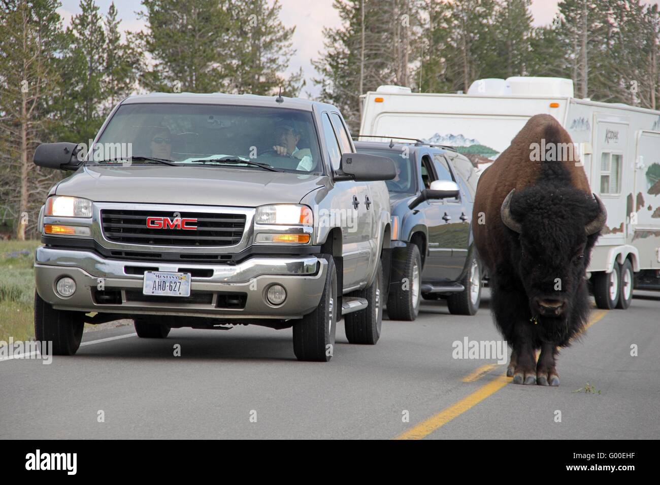 Bisonbullen hi-res stock photography and images - Alamy