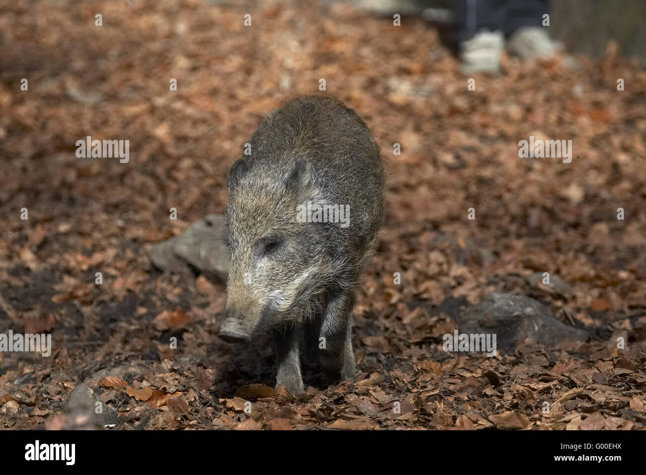 Boar hunt hi-res stock photography and images - Alamy