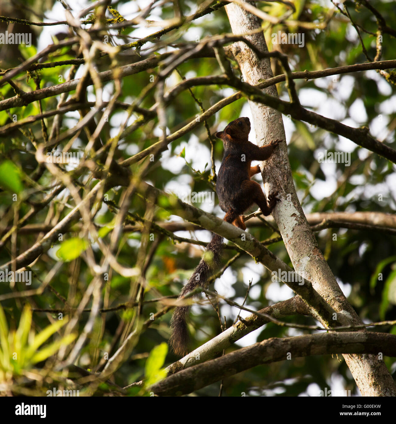 Costa rican variegated squirrel hi-res stock photography and images - Alamy