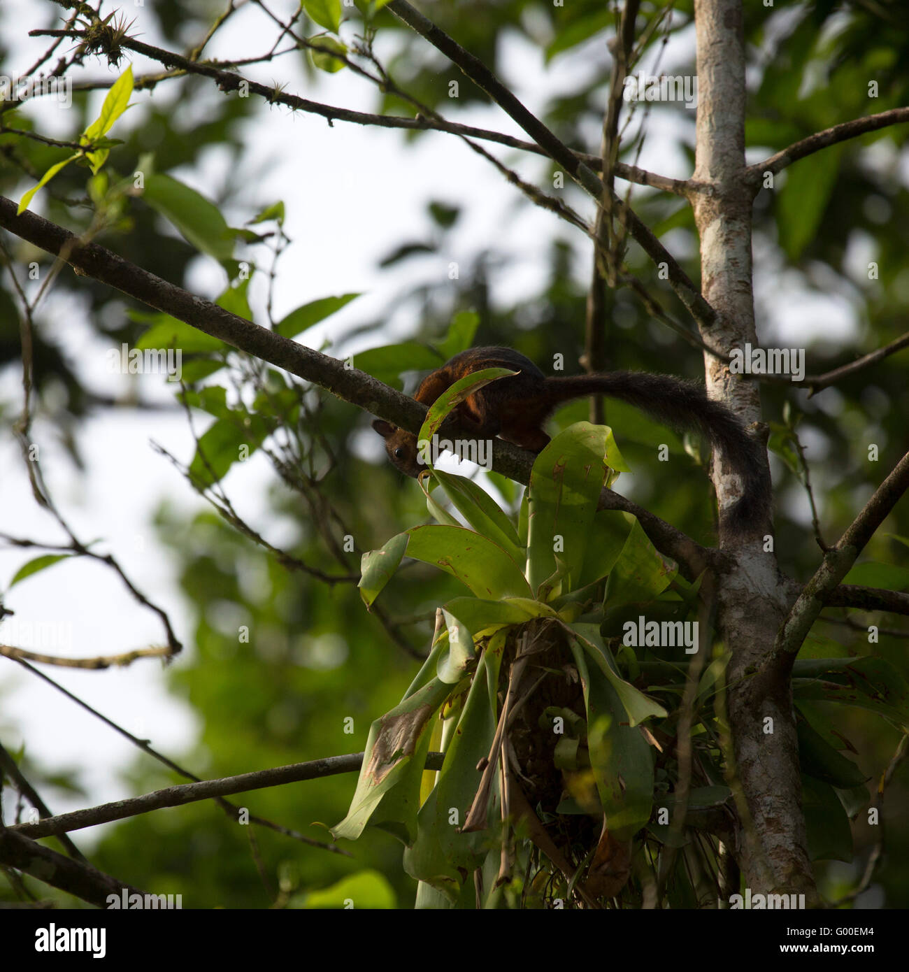 Costa rican variegated squirrel hi-res stock photography and images - Alamy
