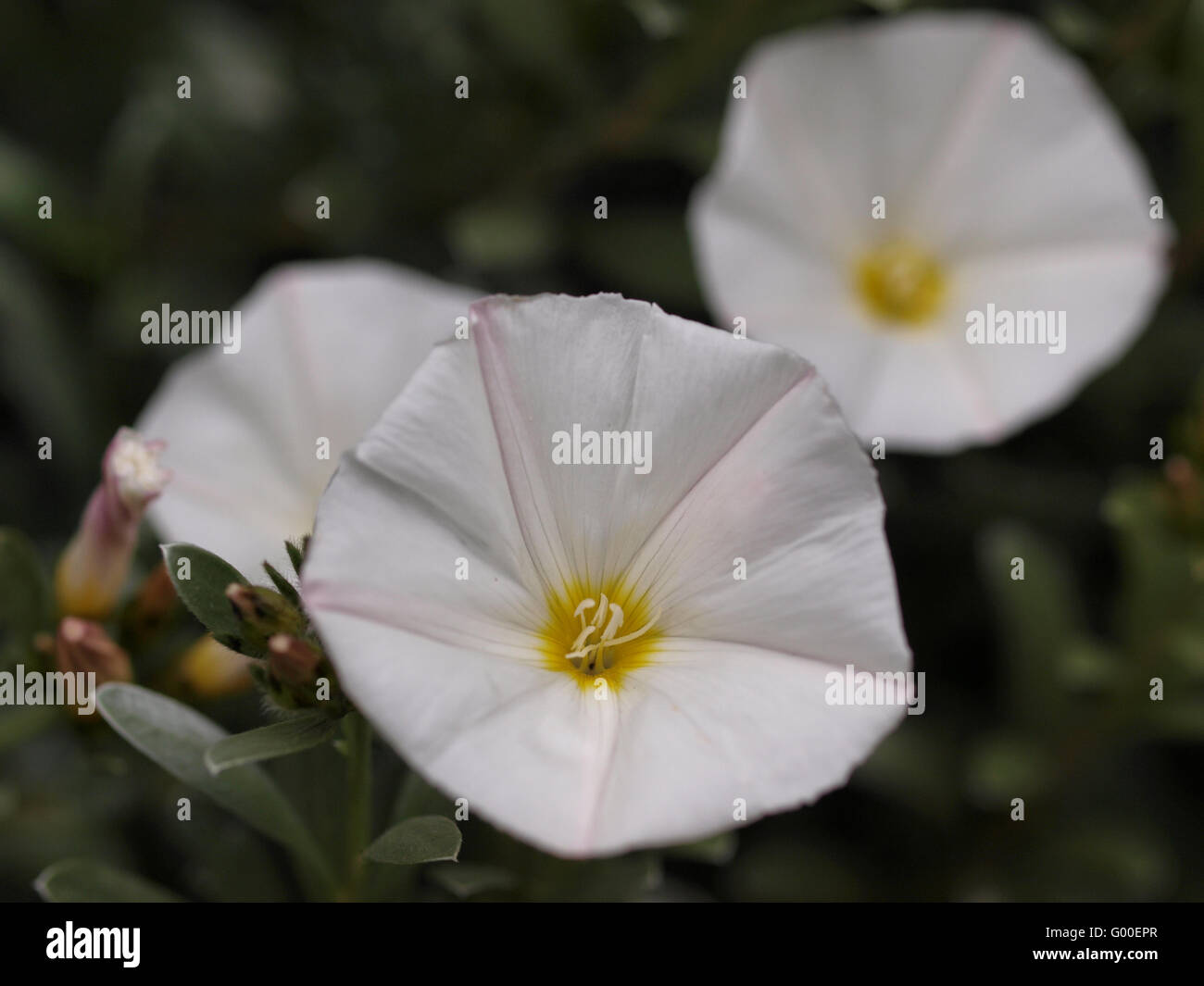 Native Plants Border High Resolution Stock Photography and Images - Alamy