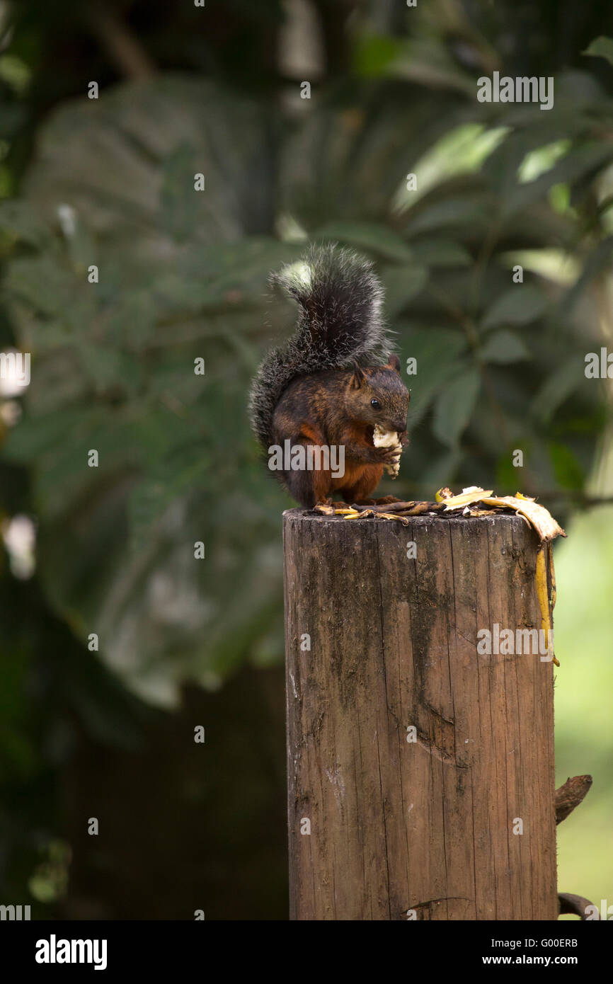 Variegated squirrel at Sarapiqui in Costa Rica Stock Photo - Alamy