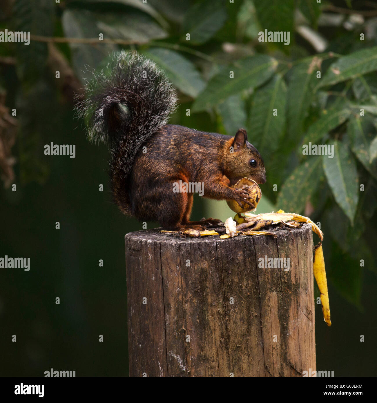 Costa rican variegated squirrel hi-res stock photography and images - Alamy