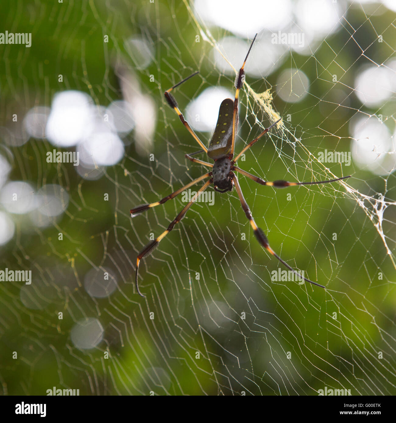 Golden orb weaver spider hi-res stock photography and images - Alamy