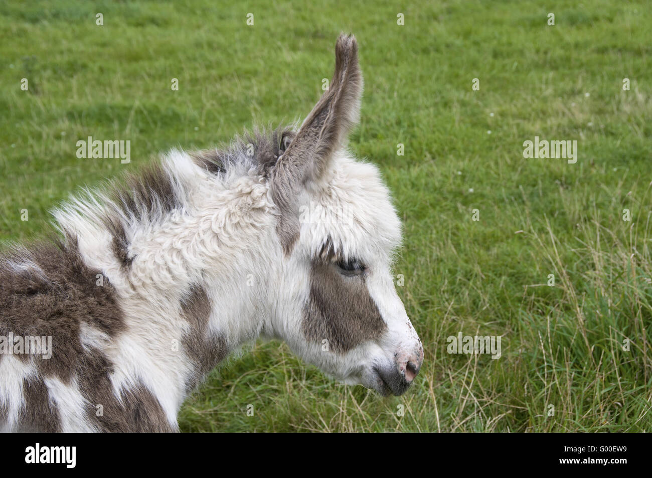 Spotted foal of a donkey Stock Photo - Alamy