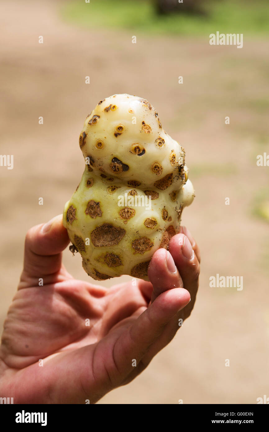 A man holds up a noni fruit (Morinda citrifolia) at Manzanillo Beach in ...