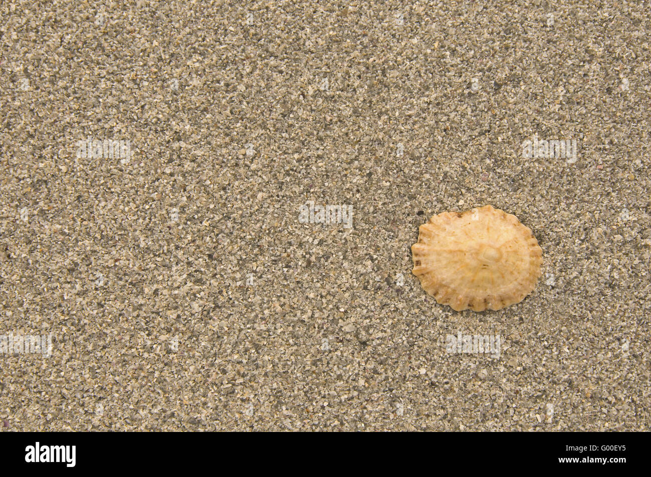 yello shell on a beach Stock Photo - Alamy