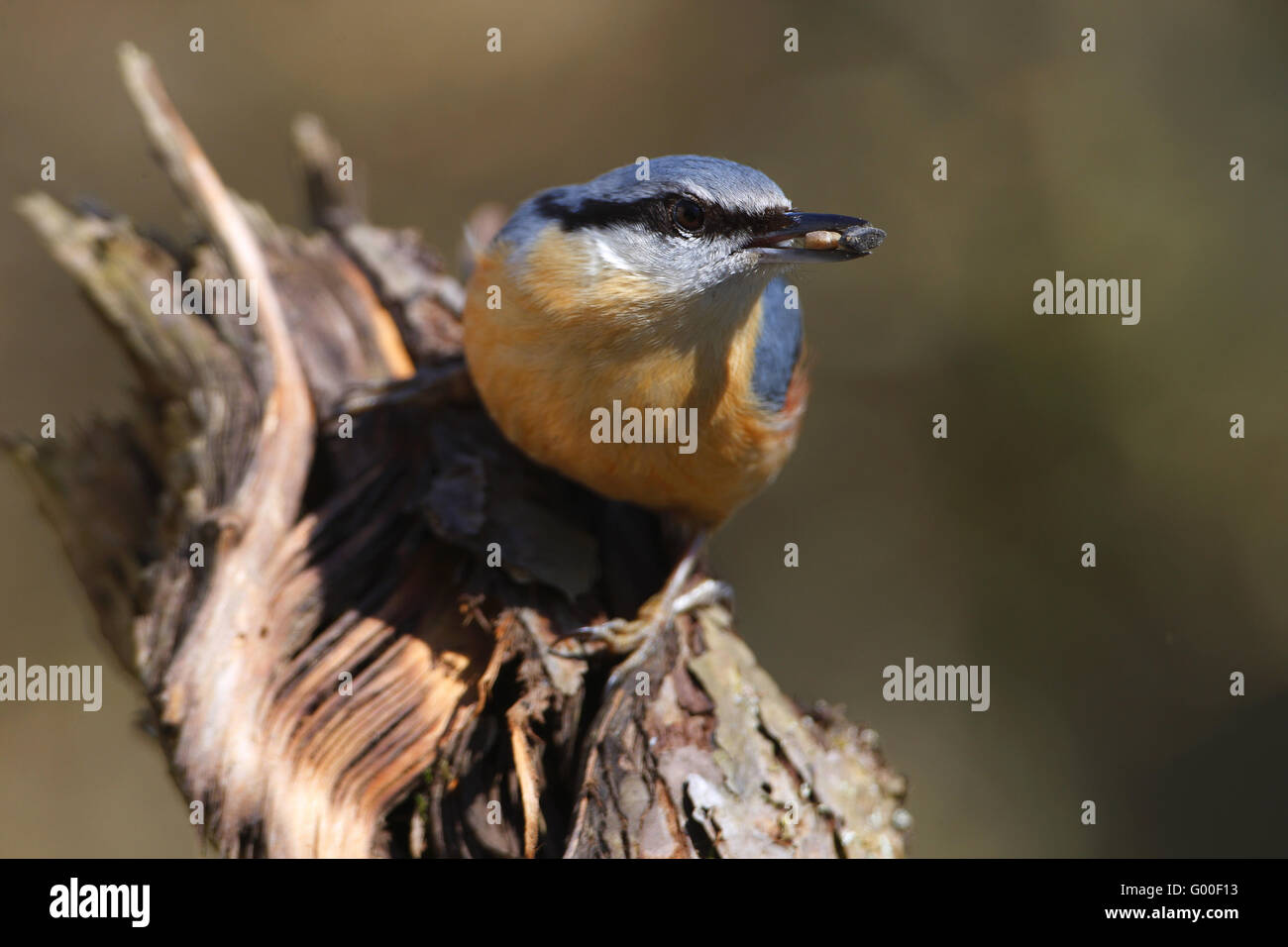 Nuthatch nuthatches birds hi-res stock photography and images - Alamy