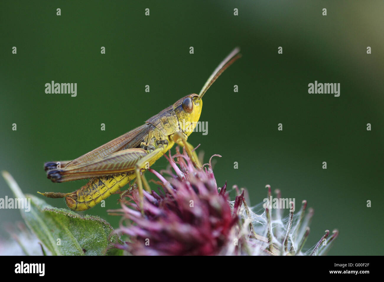 Orthoptera animalia hi-res stock photography and images - Alamy