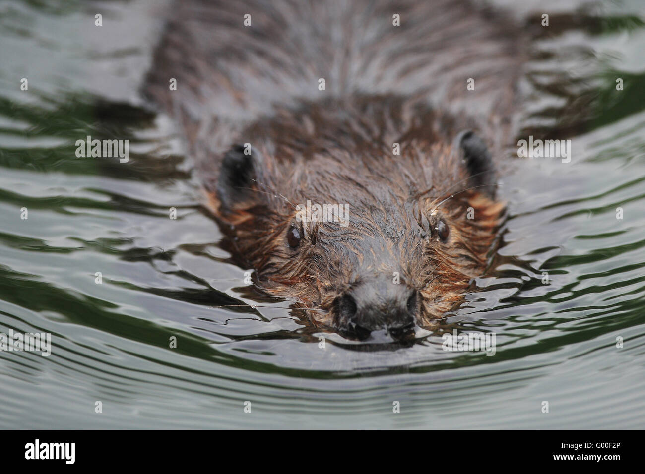 Castoridae hi-res stock photography and images - Alamy