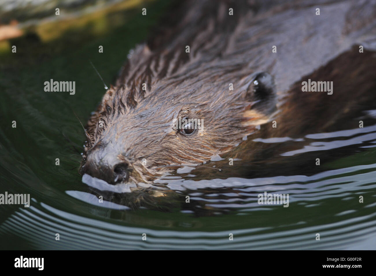 Beaver animals hi-res stock photography and images - Alamy
