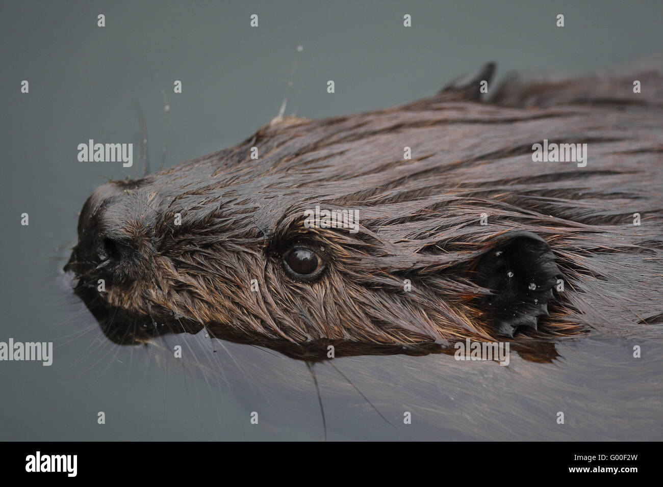 Animal bathing hi-res stock photography and images - Alamy