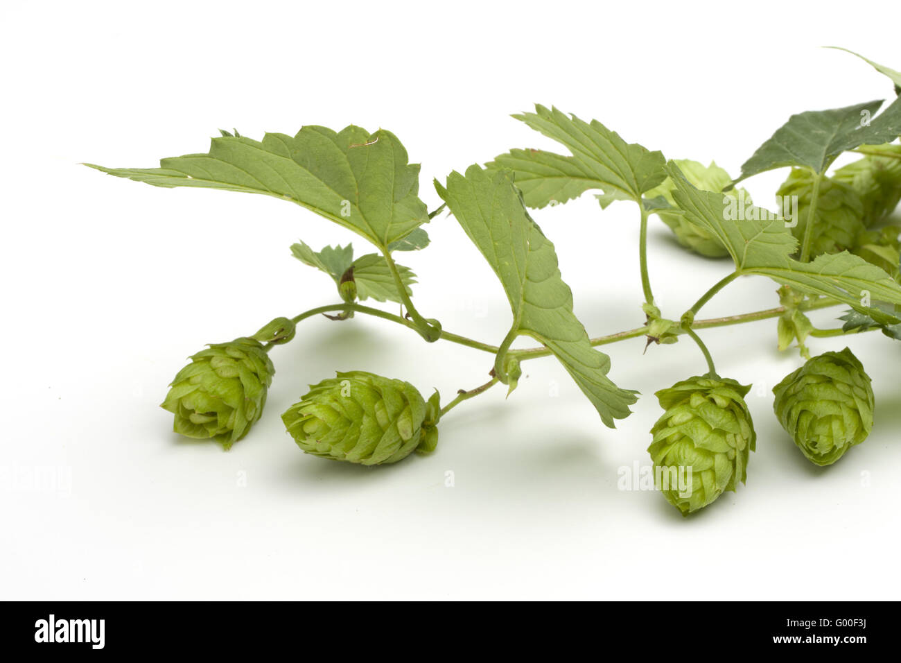 Hop farm bavaria hi-res stock photography and images - Alamy