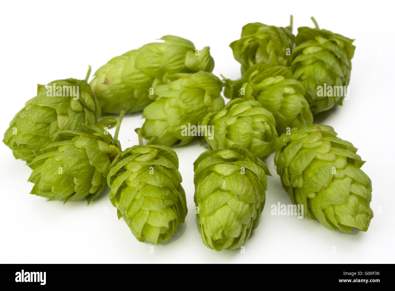 fresh green hop fruit detail isolated on white Stock Photo - Alamy