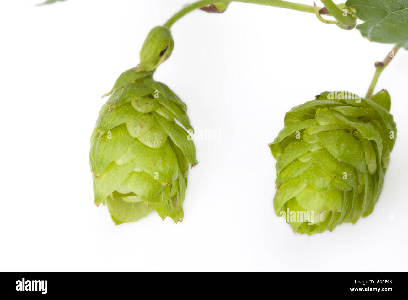 Hop plant detail hi-res stock photography and images - Alamy