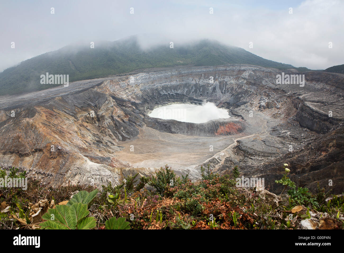Vegetation at the crater of Poas Volcano in Parque Nacional Volcan Poas ...