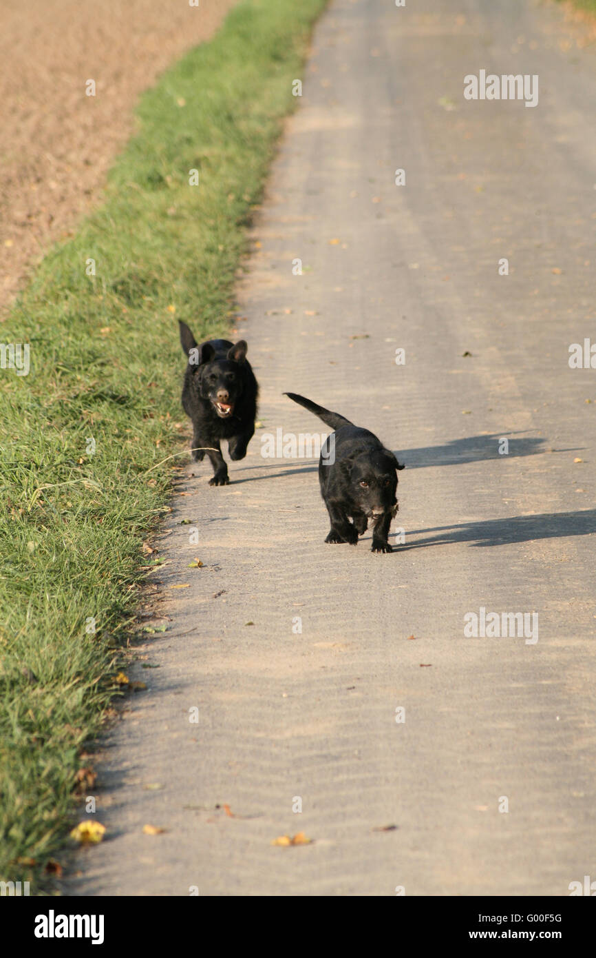 Mongrel dogs hi-res stock photography and images - Alamy