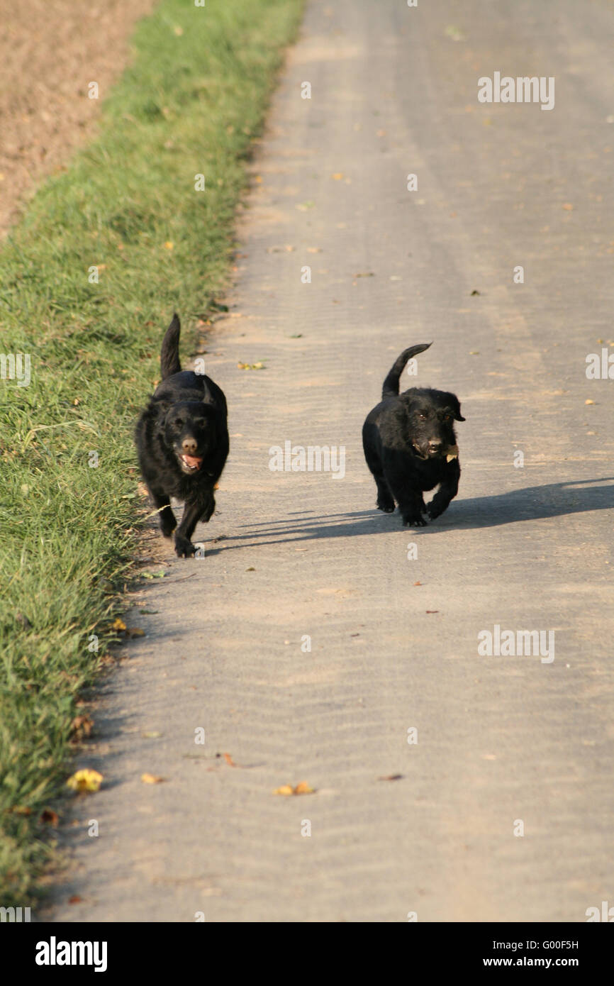 Mongrel dogs hi-res stock photography and images - Alamy