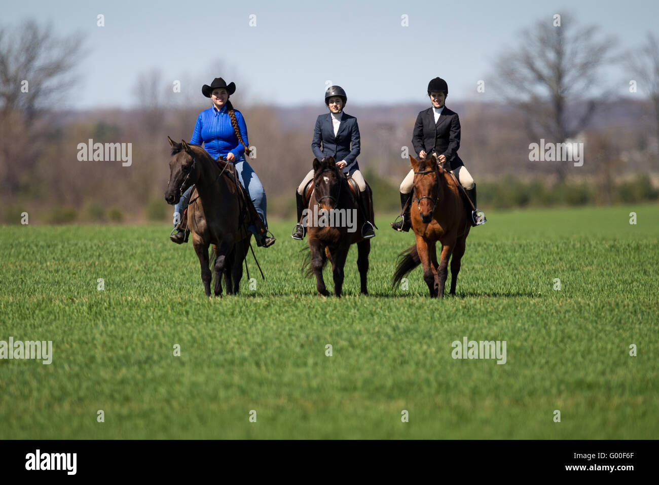 Leisure horses hi-res stock photography and images - Alamy